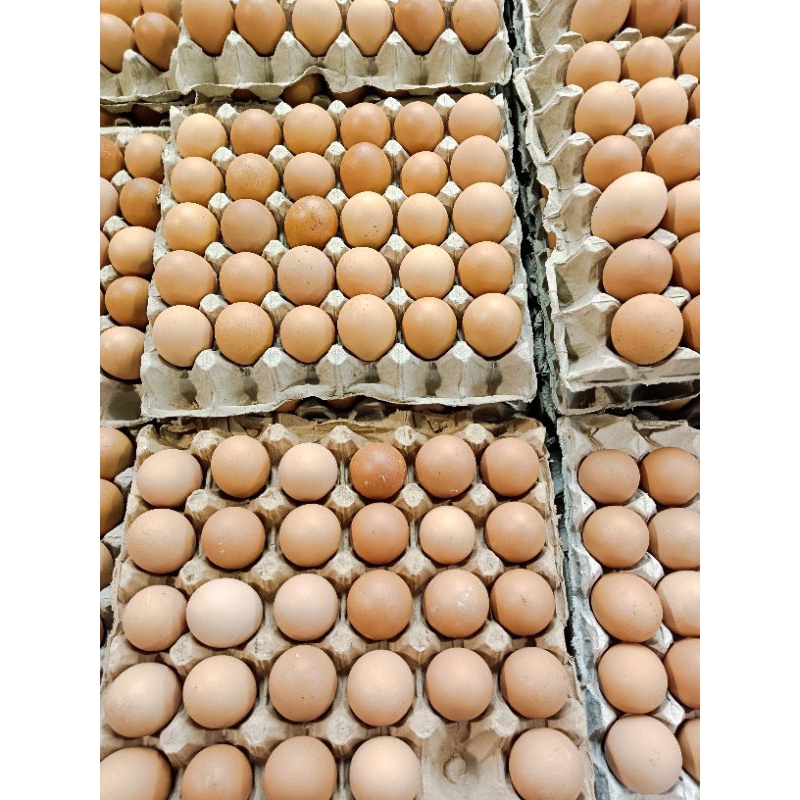 Jual Telur Ayam Negeri 1 Kg | Shopee Indonesia
