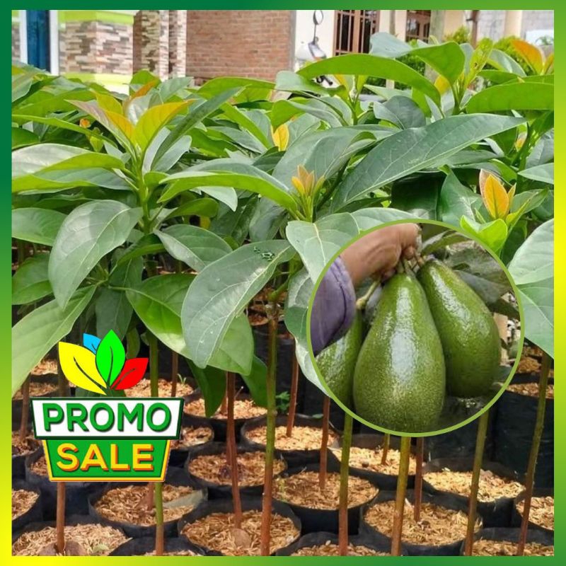 Jual Bibit Alpukat Mentega Super Jumbo Asli Tanaman Okulasi Cepat ...