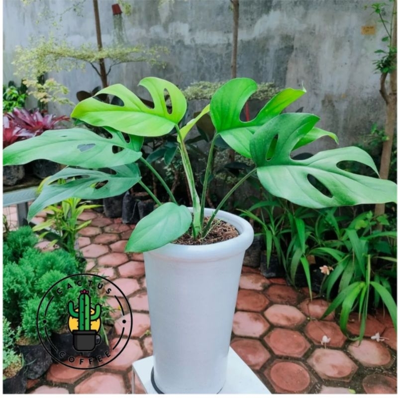 Jual Tanaman Hias Monstera Rhapidopora Pertusa - Pohon Philodendron ...