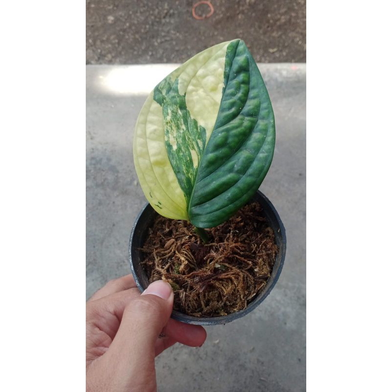 Jual Tanaman hias bunga karstenianum variegata/sirih badak variegata ...