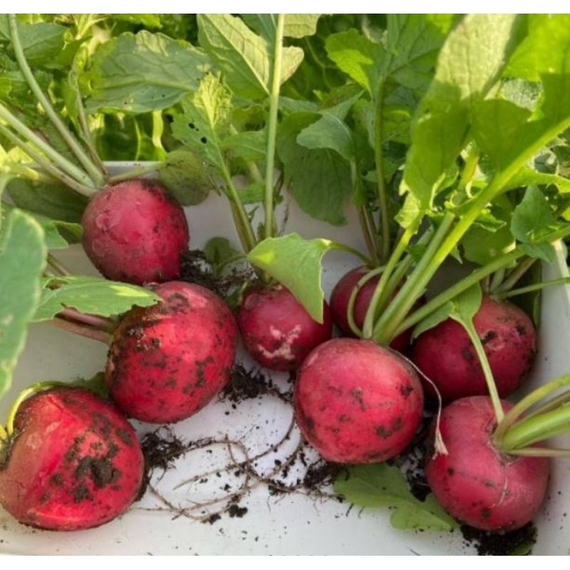 Jual red radish 500g | Shopee Indonesia