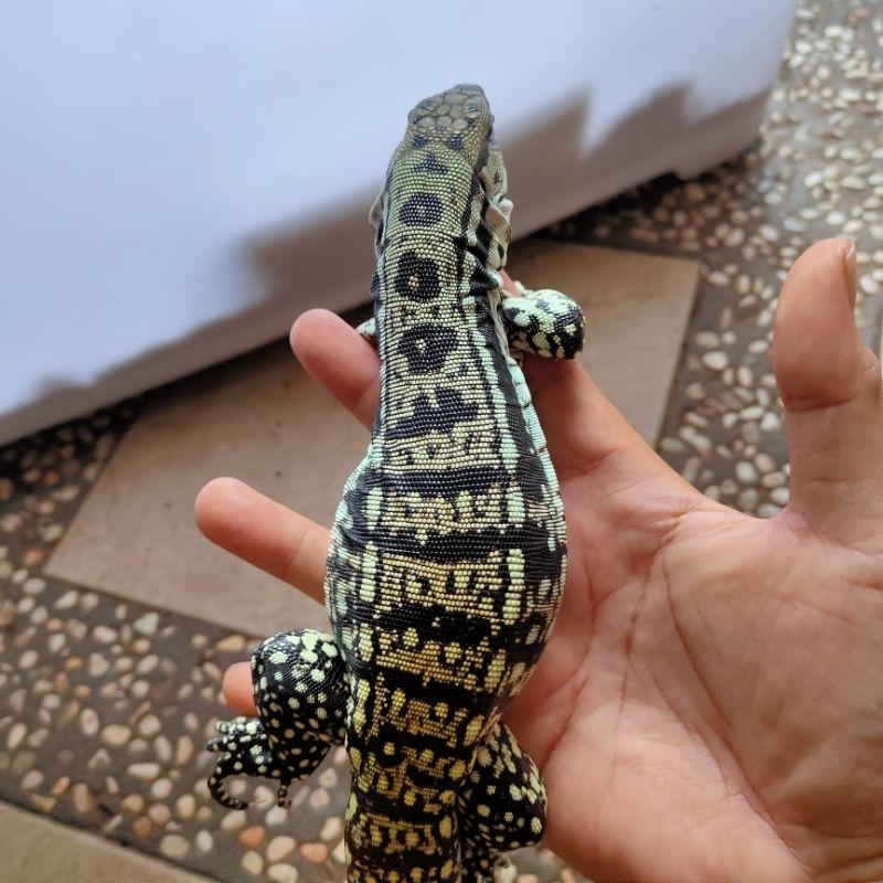 Jual blue tegu hybrid hi white no iguana albigularis savmon chameleon ...