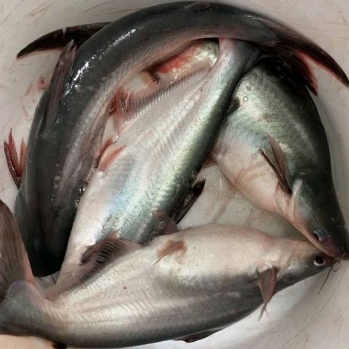 Jual IKAN PATIN PREMIUM FRESH TERMURAH BERGARANSI IKAN LAKU IKAN SEGAR ...