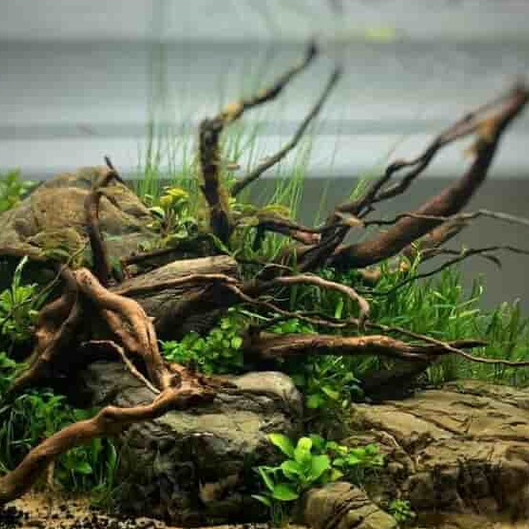 Jual Akar kayu hias | Shopee Indonesia