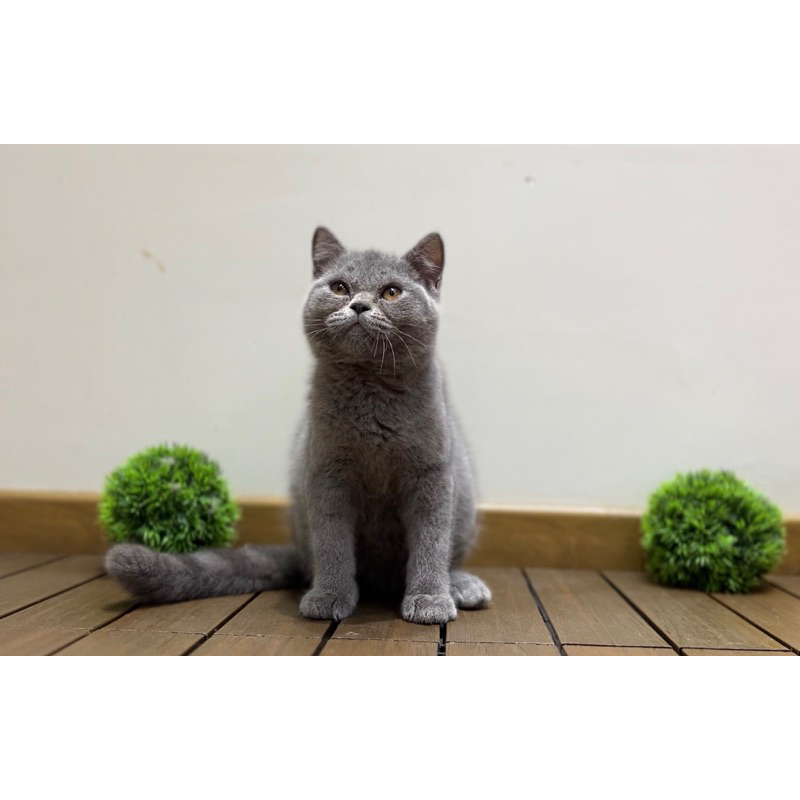 Jual kucing british shorthair blue | Shopee Indonesia