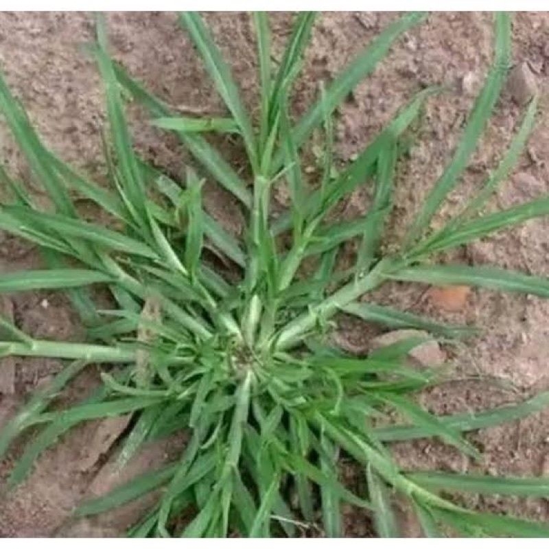 Jual rumput belulang atau rumput Jampang talpak tana | Shopee Indonesia