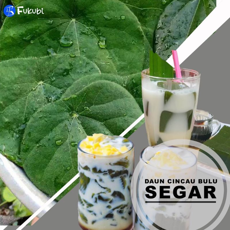 Jual DAUN CINCAU BULU FRESH SEGAR PER LEMBAR | Shopee Indonesia