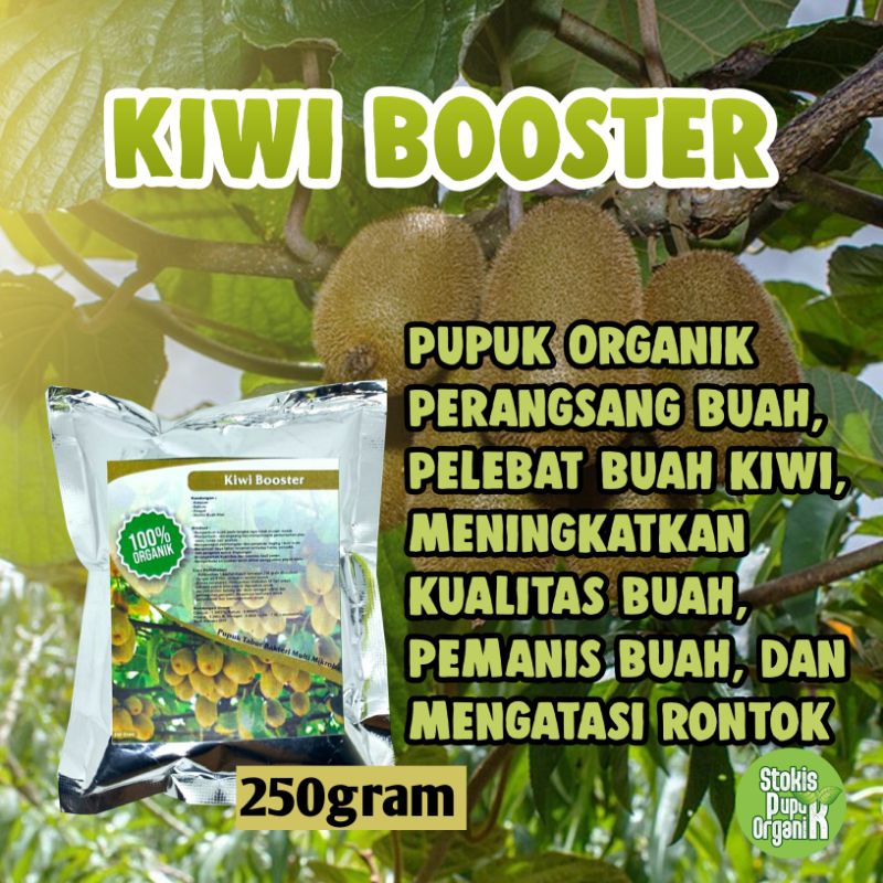 Jual Pupuk Perangsang Pelebat Buah Kiwi, Booster Organik Tanaman Buah Kiwi, dan Memperbesar Buah ...