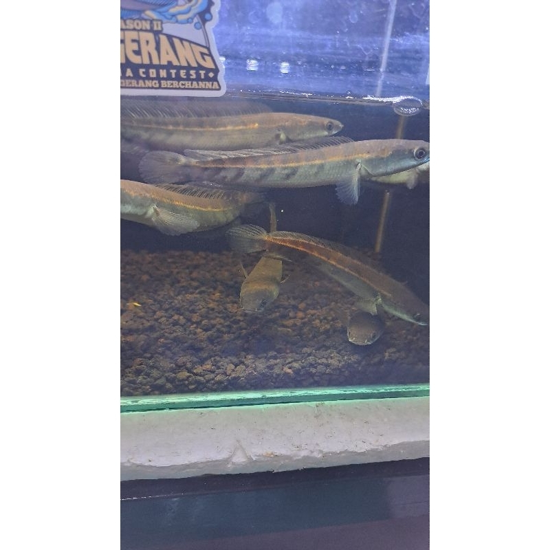 Jual STIKER CHANNA MARU YS 13-15CM BAR SIMET & RAPIH | Shopee Indonesia