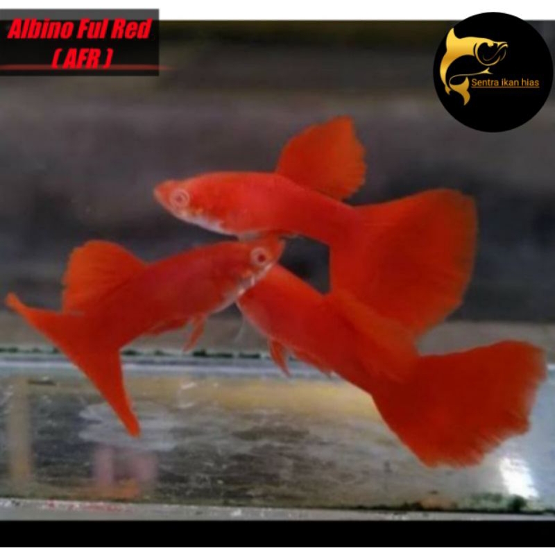 Jual Ikann hias Guppy Albino full Red Hiasan Aquarium | Shopee Indonesia