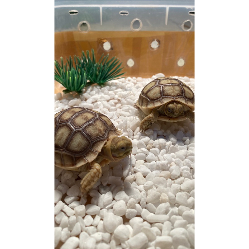 Jual SULCATA 8-9cm | Shopee Indonesia
