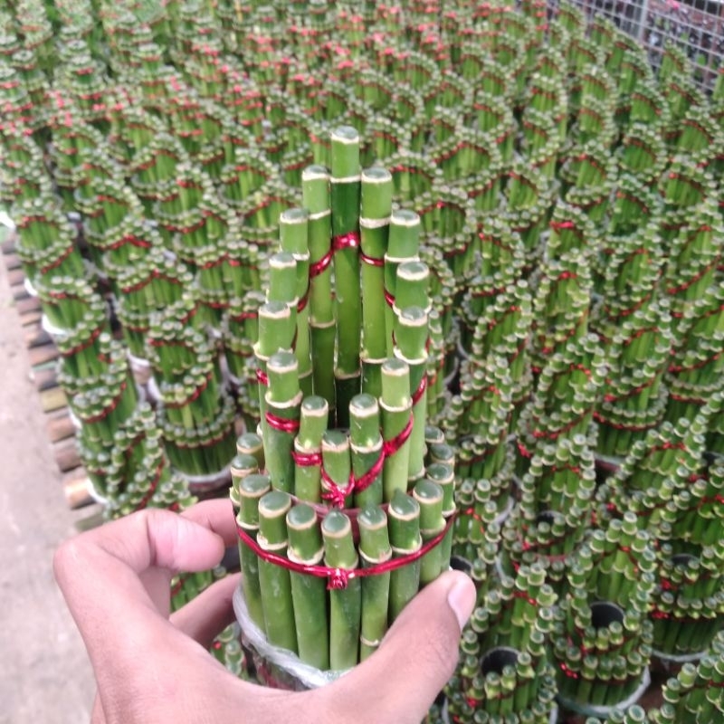 Jual Bambu Hoki Tanaman hias Bambu Air Sri Rezeki | Shopee Indonesia