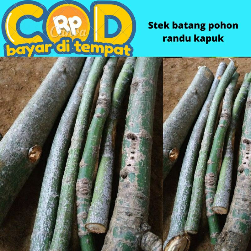 Jual Stek batang pohon randu kapuk harga perbatang | Shopee Indonesia