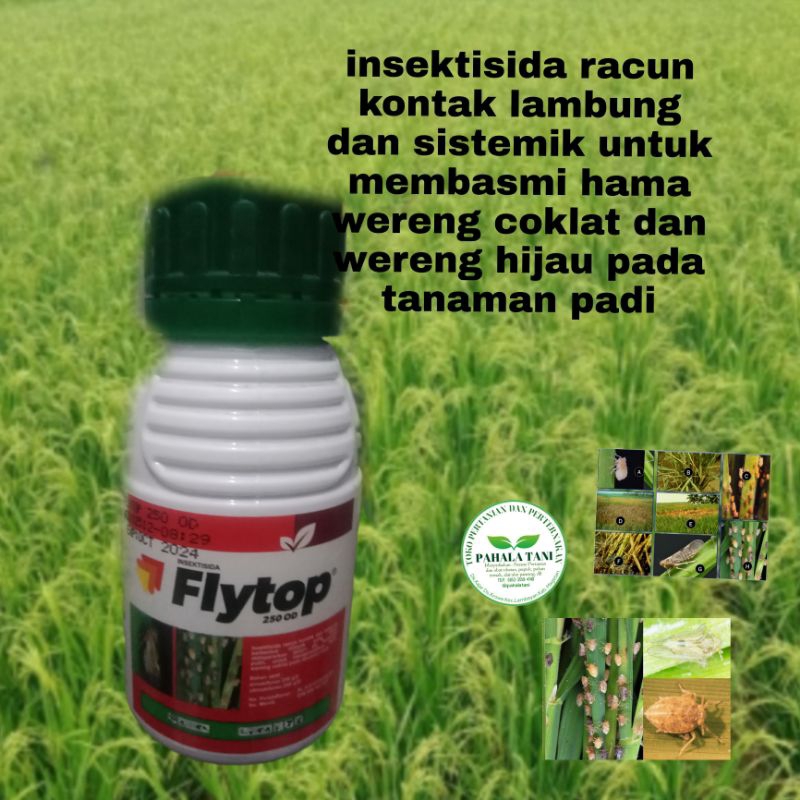 Jual Flytop 250 OD/pembasmi wereng/hama wereng/wereng coklat/wereng ...