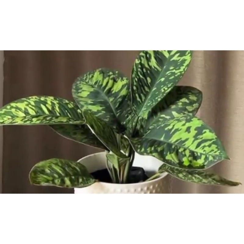 Jual Promo!!! Tanaman hias homalomena walisi-homalomena army | Shopee ...