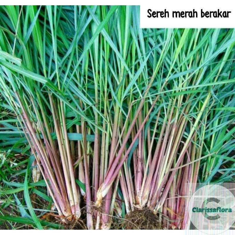 Jual Tanaman pohon sereh merah berakar / pohon serai merah berakar ...
