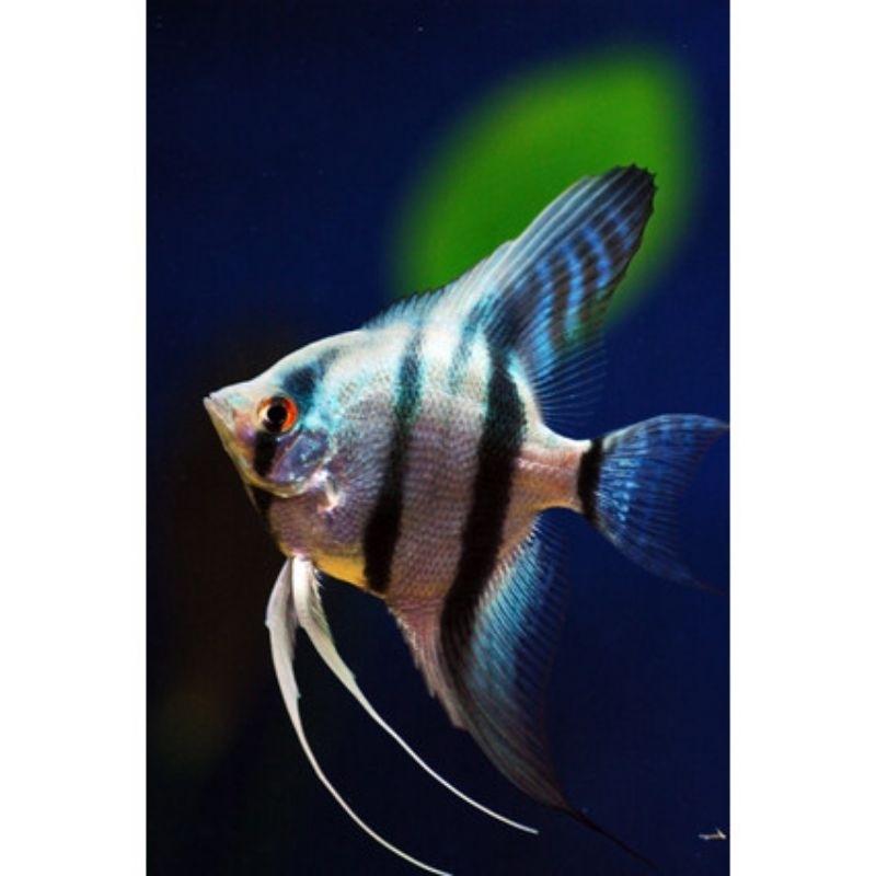Jual manfish blue pinoy ikan manfish | Shopee Indonesia