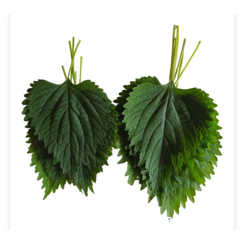 Jual daun pohon matcho /daun macau / Shisho/ Perilla 15 lembar | Shopee ...