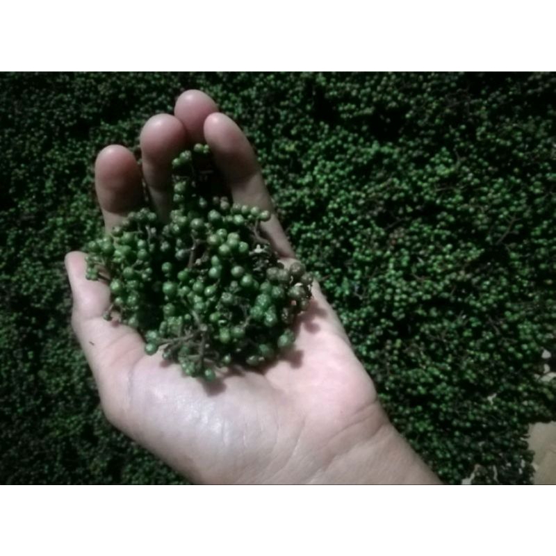 Jual Andaliman Segar / Merica Khas Medan Segar / Andaliman | Shopee ...