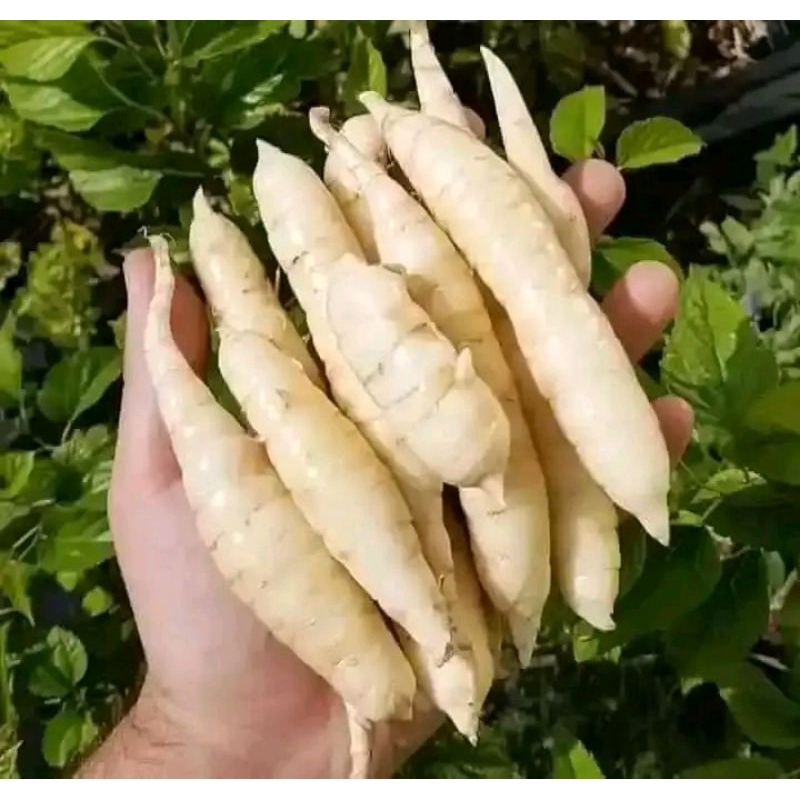 Jual umbi garut segar per 1 kg | Shopee Indonesia