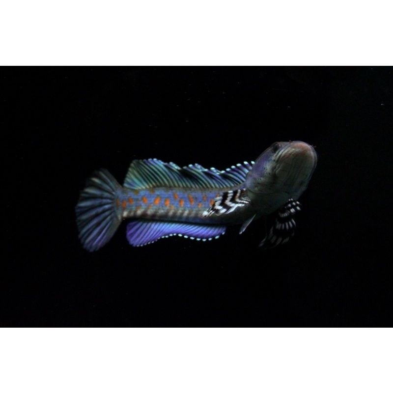 Jual PULCRA BLUE MURMER ( hanya bisa jnt ) | Shopee Indonesia