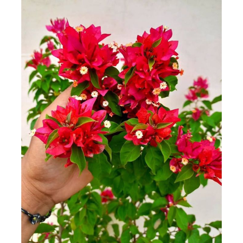 Jual bougenvill ekor musang merah | Shopee Indonesia