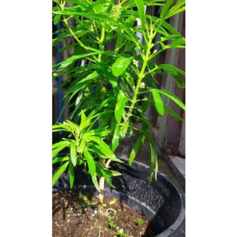 Jual tanaman pengusir nyaman bunga zodia tanaman berbunga terus gak ...