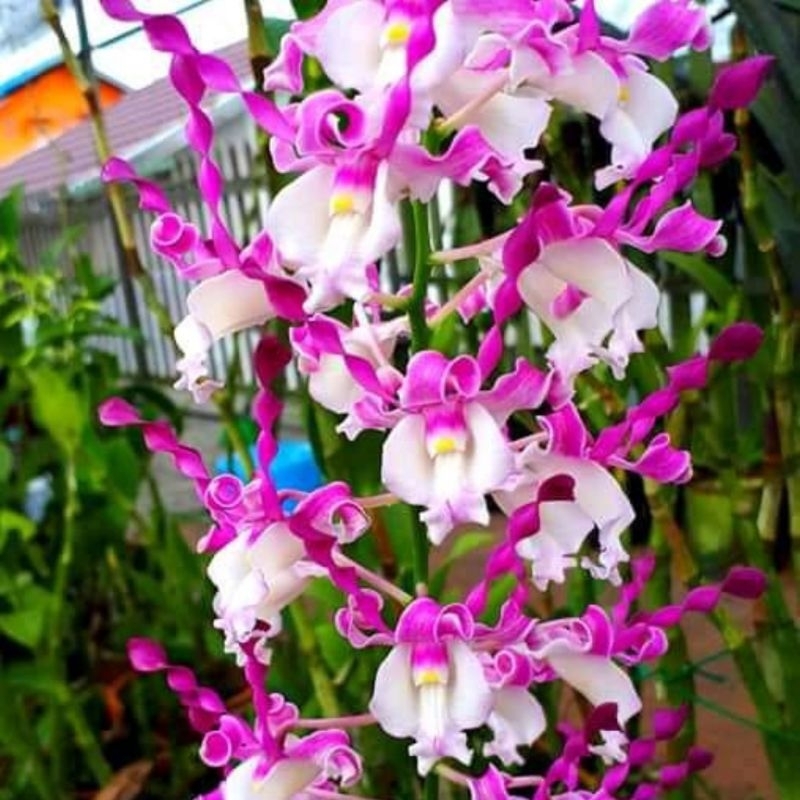 Jual tanaman hias anggrek dendrobium bunga keriting dewasa | Shopee ...