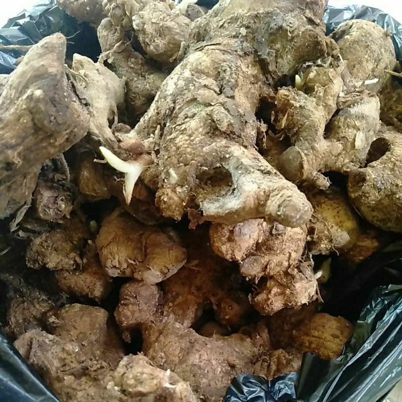 Jual Temu Bonglai Panglai Bengle Bangle Mungle kg | Shopee Indonesia