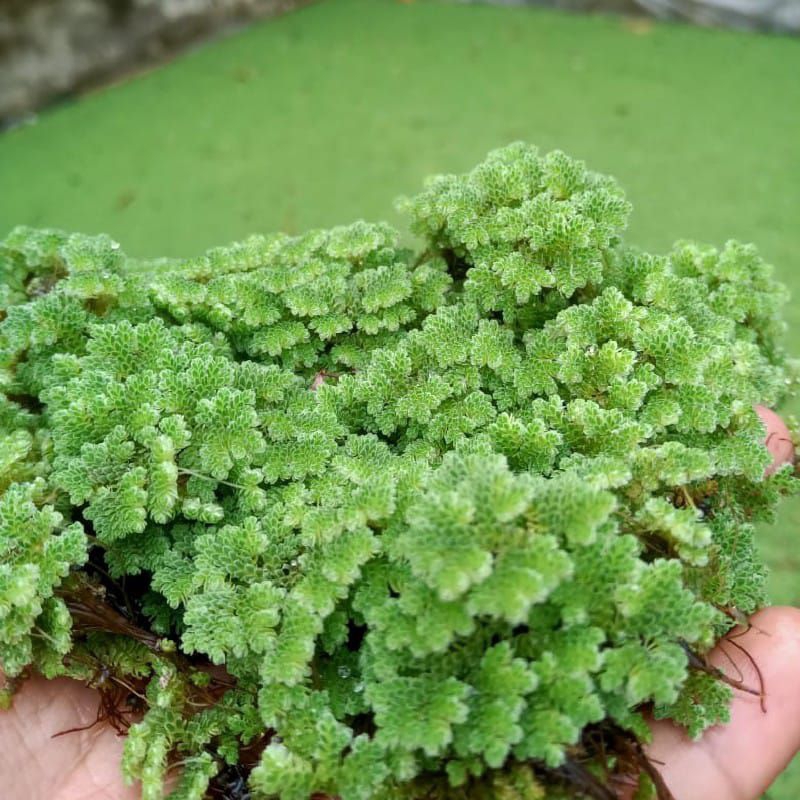 Jual induka azola 500gr bibit azolla | Shopee Indonesia