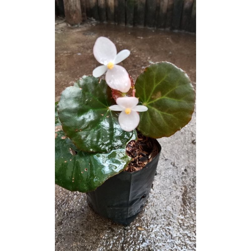 Jual BEGONIA HUTAN ASLI SUMATERA | Shopee Indonesia