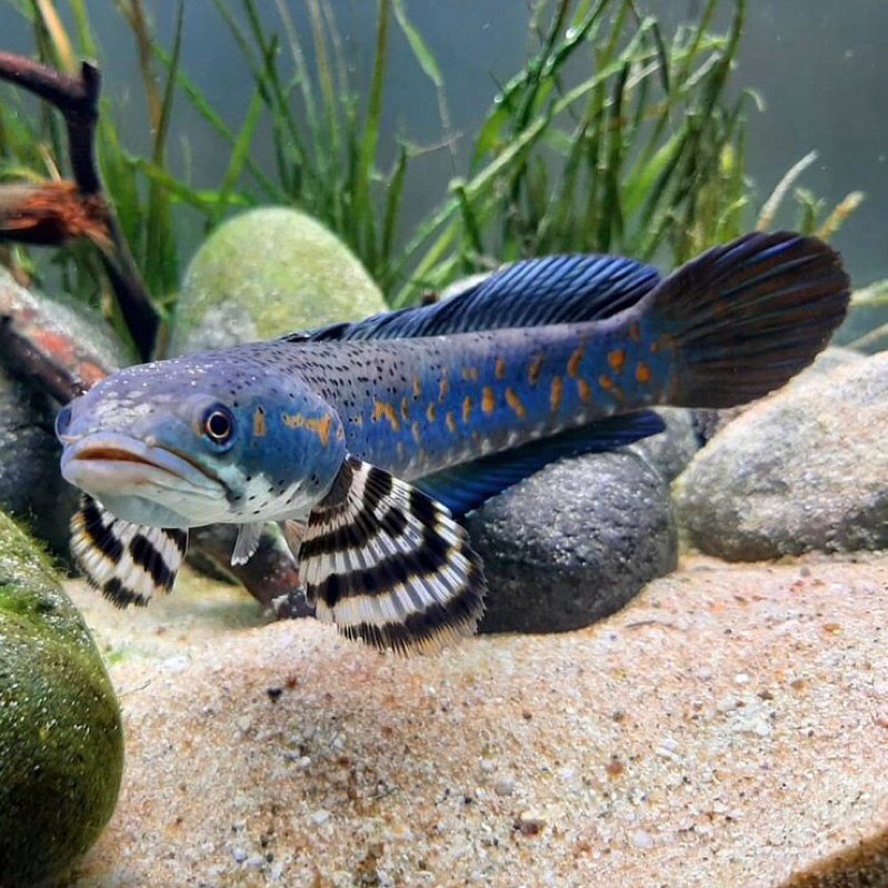 Jual Hiasan aquarium 8-10cm Pulchra Blue Pulcra yellow spot mantap ...