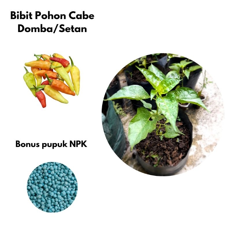 Jual Bibit Tanaman Cabe Domba Cabe Setan Siap berbunga berbuah | Shopee ...