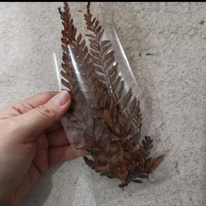 Jual DAUN PAKIS KERING Natural | Shopee Indonesia