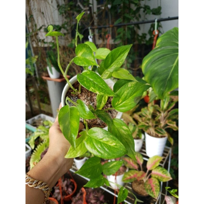 Jual Tanaman Hias Epip Yellow Variegata | Shopee Indonesia