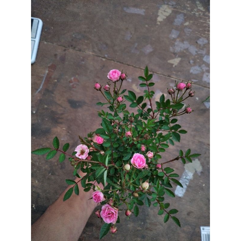 Jual MAWAR MINI BABYROSE MINION PINK | Shopee Indonesia