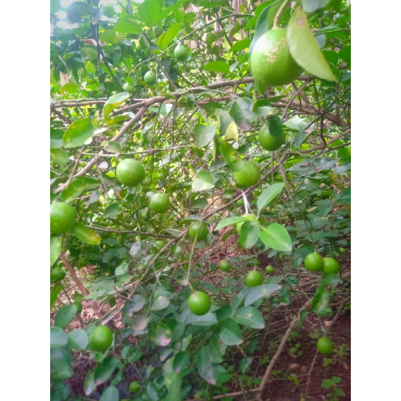 Jual jeruk nipis/jeruk pecel baru petik berisi 3buah (boleh request ...