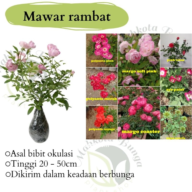 Jual mawar rambat - climbing rose | Shopee Indonesia