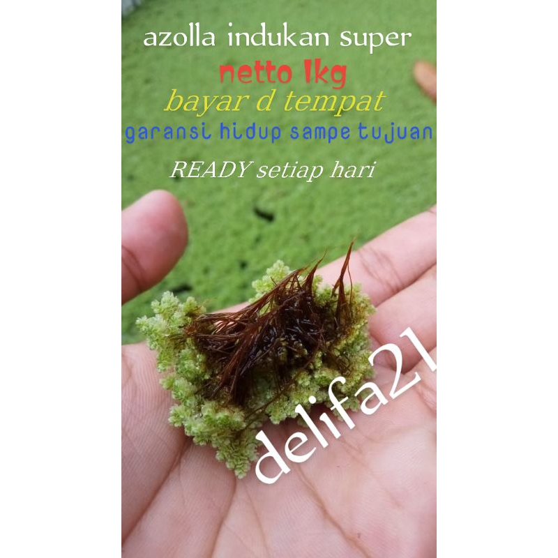 Jual Indukan azolla berat 1kg bibit azola | Shopee Indonesia