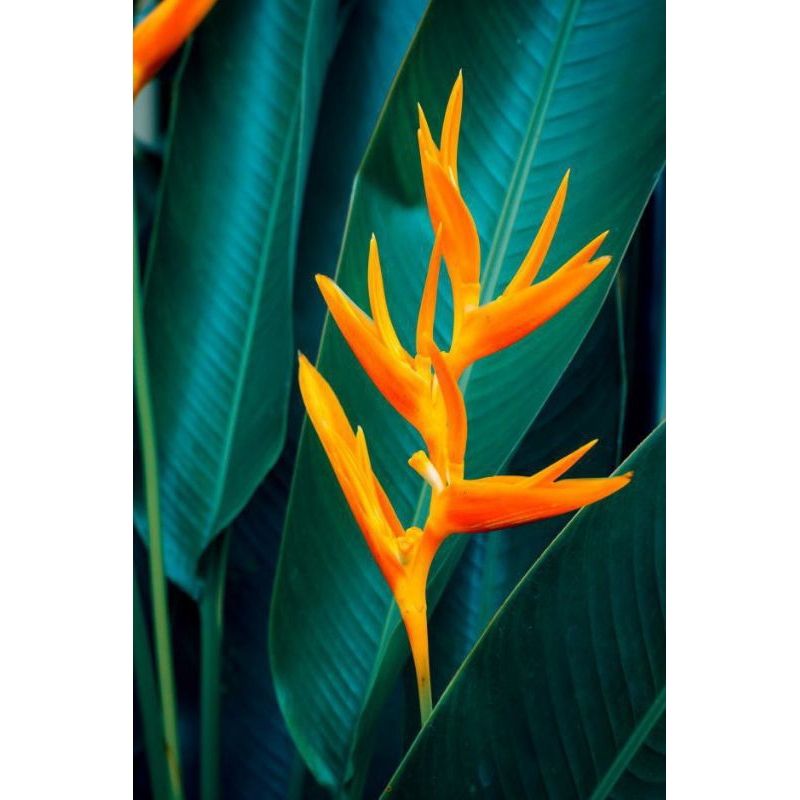 Jual Tanaman Hias Heliconia yellow( Golden Flower) | Shopee Indonesia