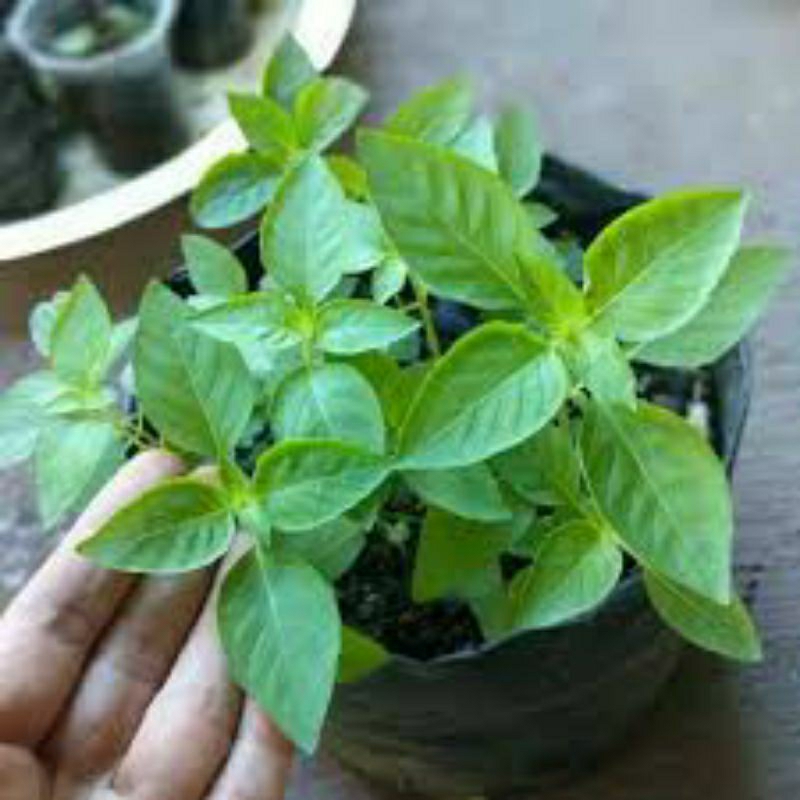 Jual Bibit Daun Kemangi Sayur Lalapan Tanaman Hidup Pohon Lalap Wangi ...