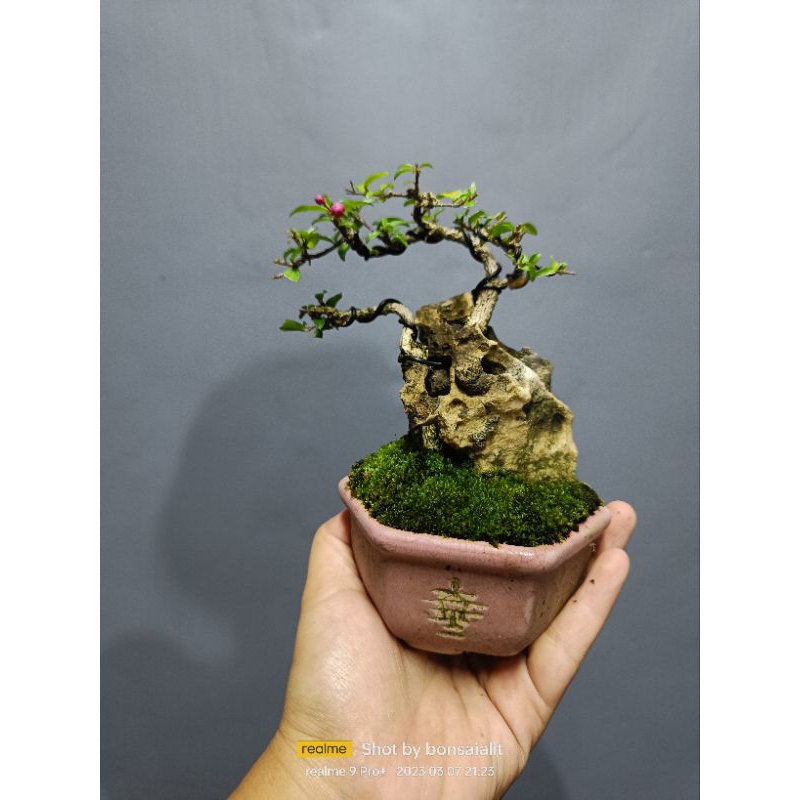 Jual bonsai sakura micro on the rock | Shopee Indonesia