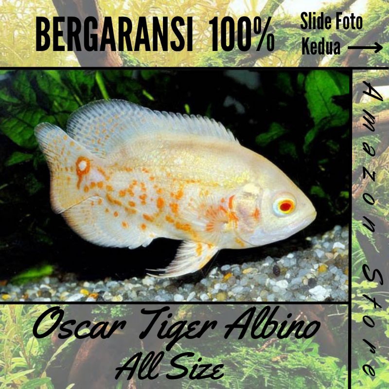 Jual Ikan Oscar Tiger Albino | Shopee Indonesia
