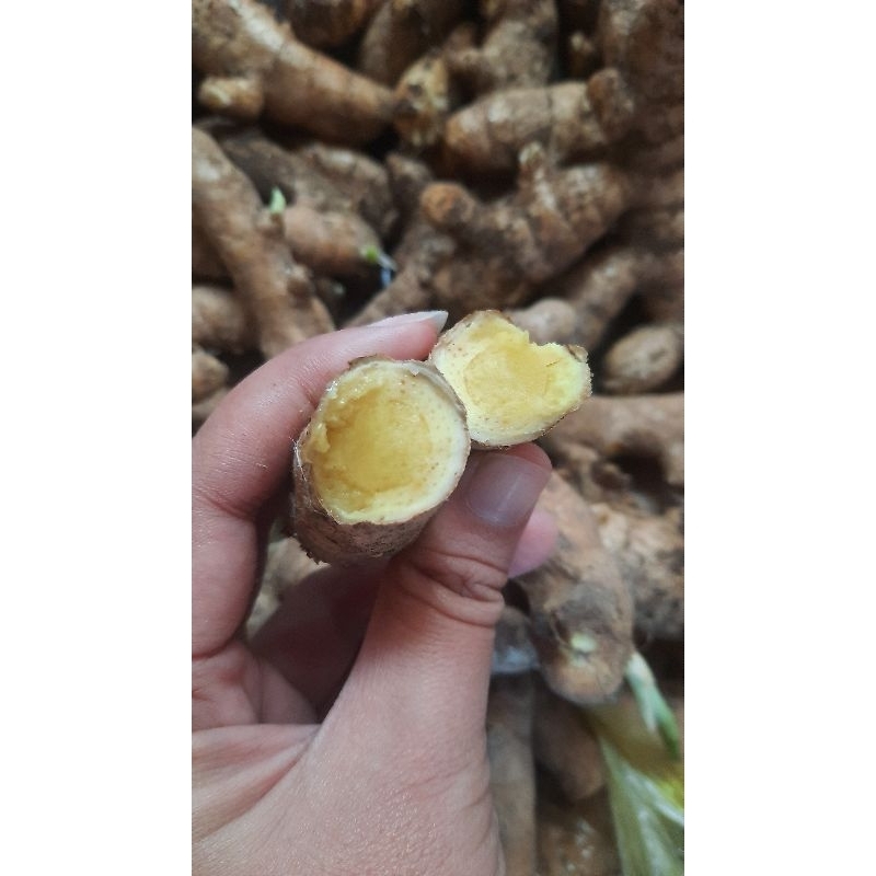 Jual Temu Po Poh, temu mangga, temu putih, kunyit putih untuk promil ...