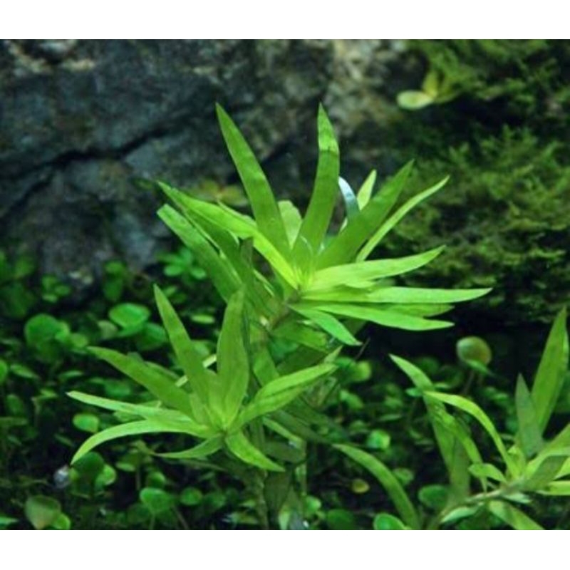 Jual stargrass heteranthera zosterifolia tanaman aquascape air | Shopee ...