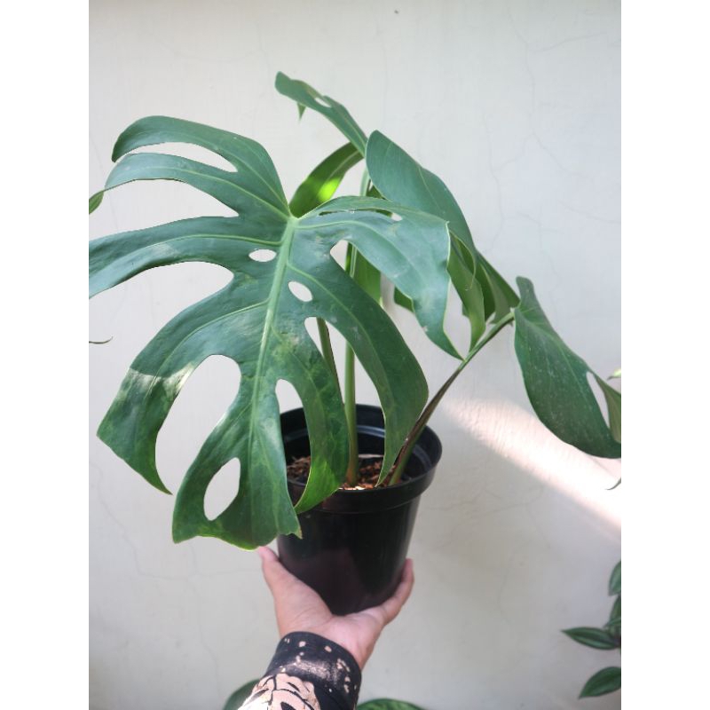 Jual MONSTERA HIJAU / MONJO - DELICIOSA SUDAH MATURE (BOLONG) | Shopee ...