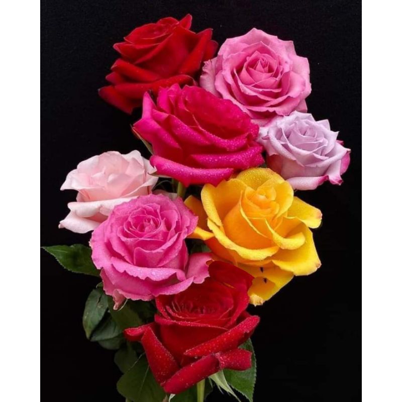 Jual Poster Cetak, BUNGA MAWAR, Ukuran JUMBO, 100x70cm DAN 150x100cm ...