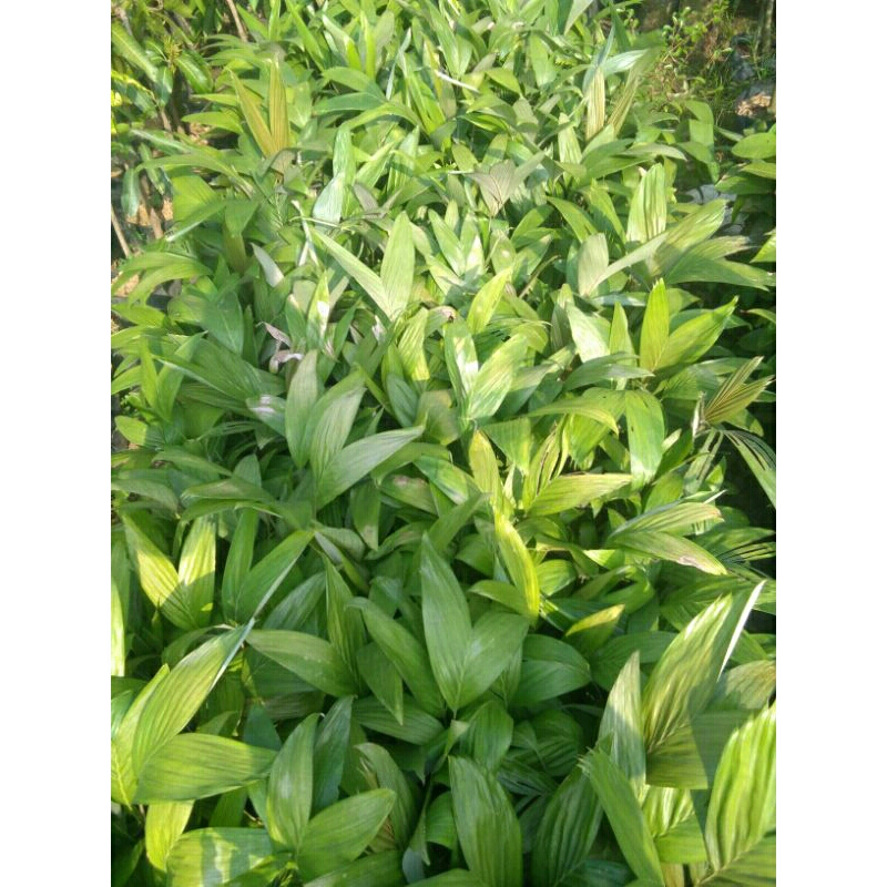 Jual bibit pohon salak pondo beli(5)bonus(3)bibit merkisa+pupuk ...