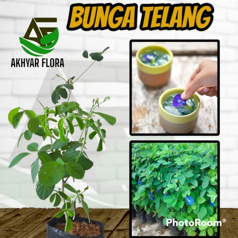 Jual Tanaman Kembang Telang Teleng Bunga Telang Obat Mata dan Pewarna ...