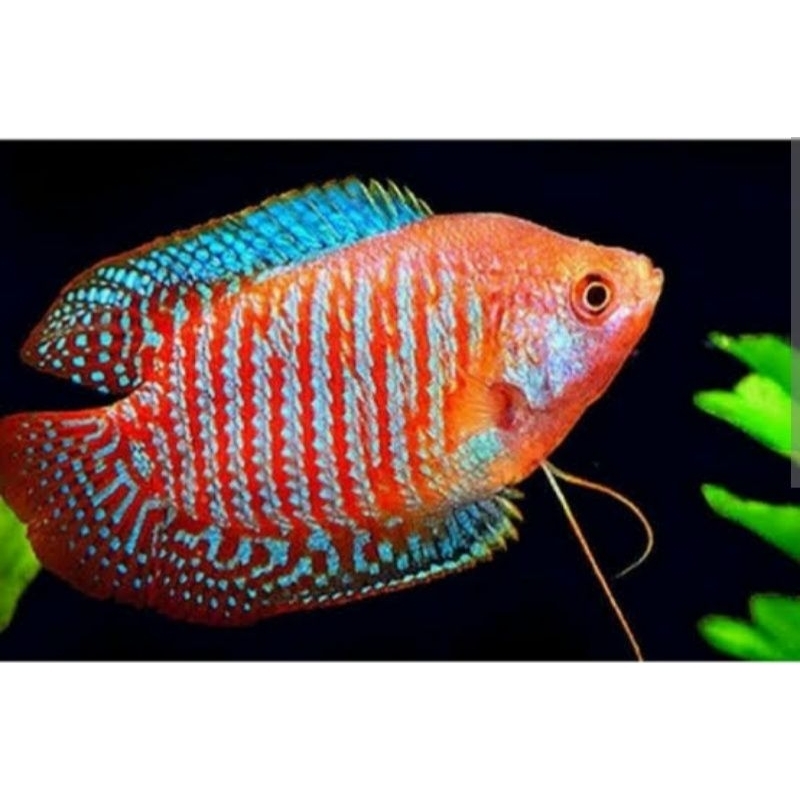 Jual Ikan hias sepat ralis | Shopee Indonesia